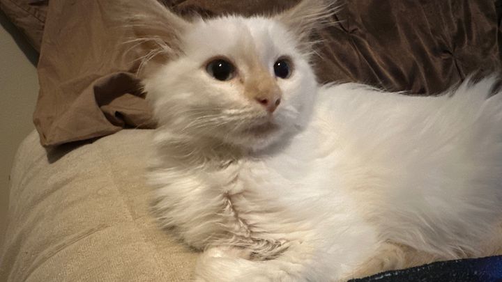 Fundraiser by Victoria Pierskalla : Nimbus FIP Treatment