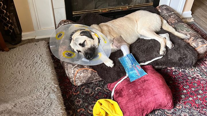 Fundraiser by Theresa Auricchio : Lyla Auricchio’s Recovery Fund