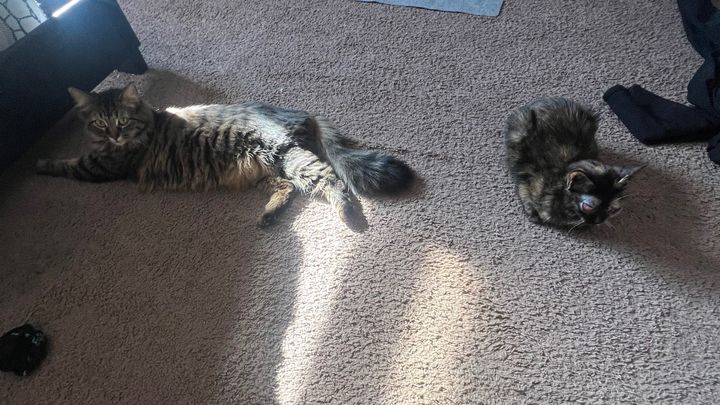 Fundraiser by Quanaizha Lomax : Bessie boo with glaucoma surgery