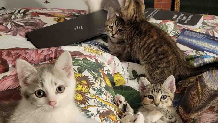 Fundraiser by Denise Worsham : Denise's Kitten Rescue Mission