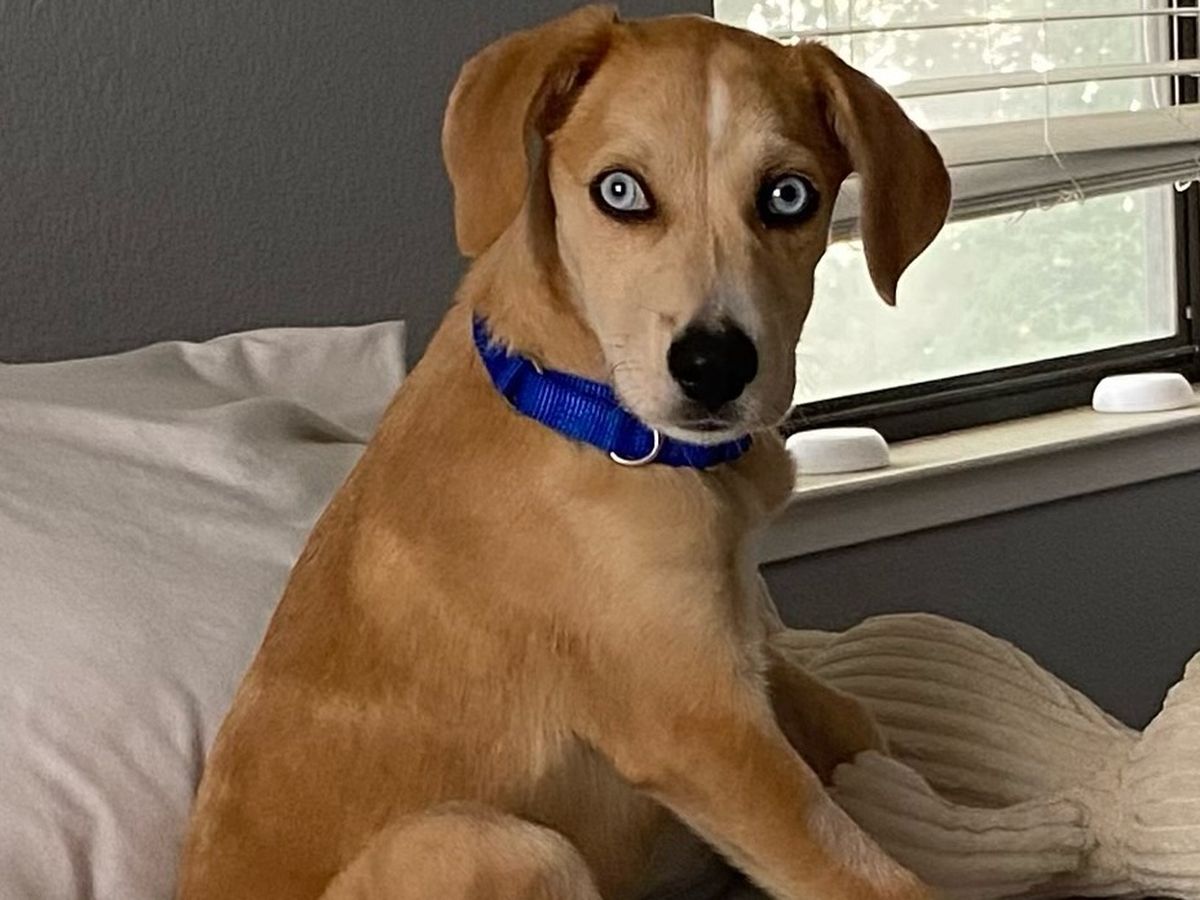 Beagle Shepherd Lab Mix