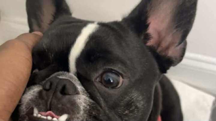 Fundraiser by Macarena Baladron : Critical Surgery for Frenchie Momma ...