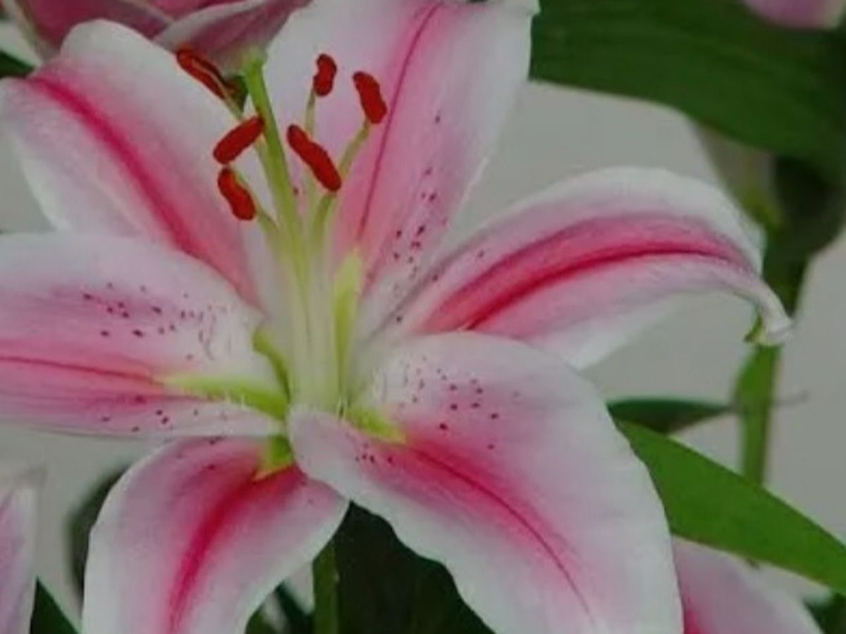 Fundraiser by Liam Hobden : Sweet Little Lilly
