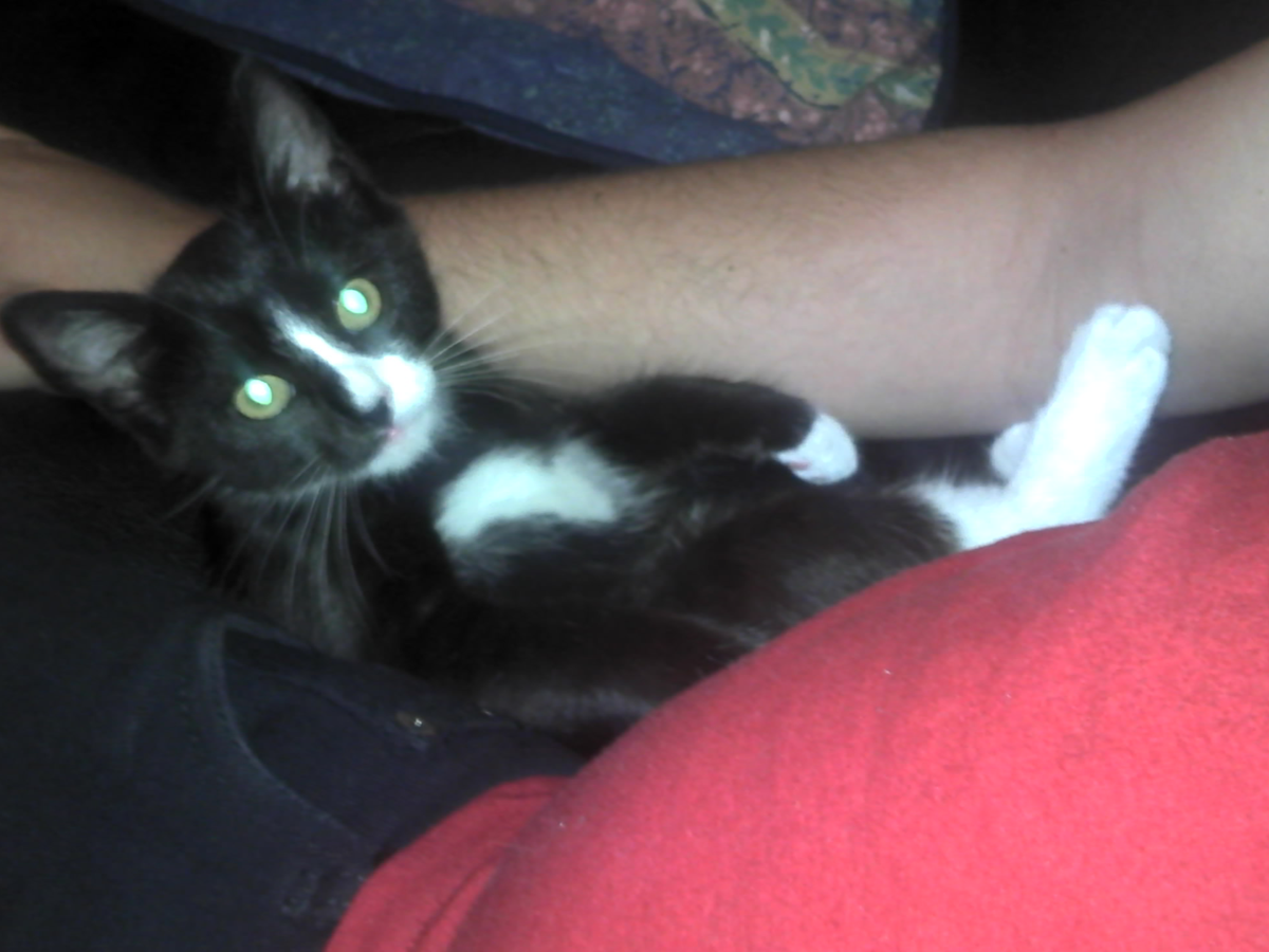 Fundraiser by cameron liddell : Help to put my baby out of her pain and ...