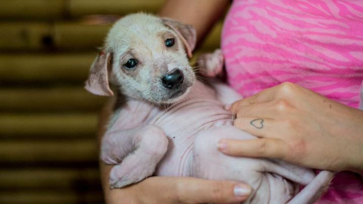 Fundraiser by Erica Stables : Help save the lives of dogs in Bali