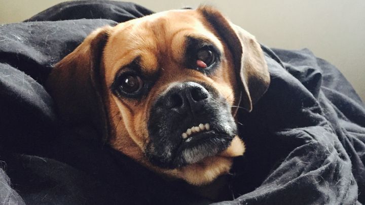 Fundraiser by charleen alek-finkelman : Please Help Voltaire Get the ...