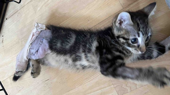 Fundraiser by Ann Marie Luddy : Kitten Milo Needs Surgery