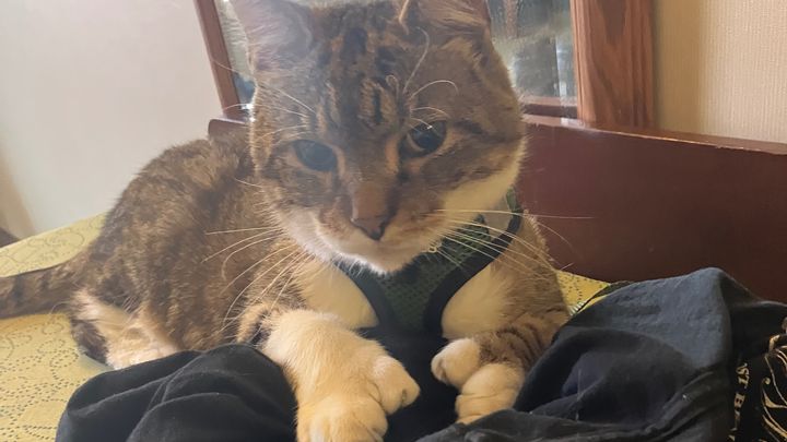 Fundraiser by Lacy Carley : Tom Thumb