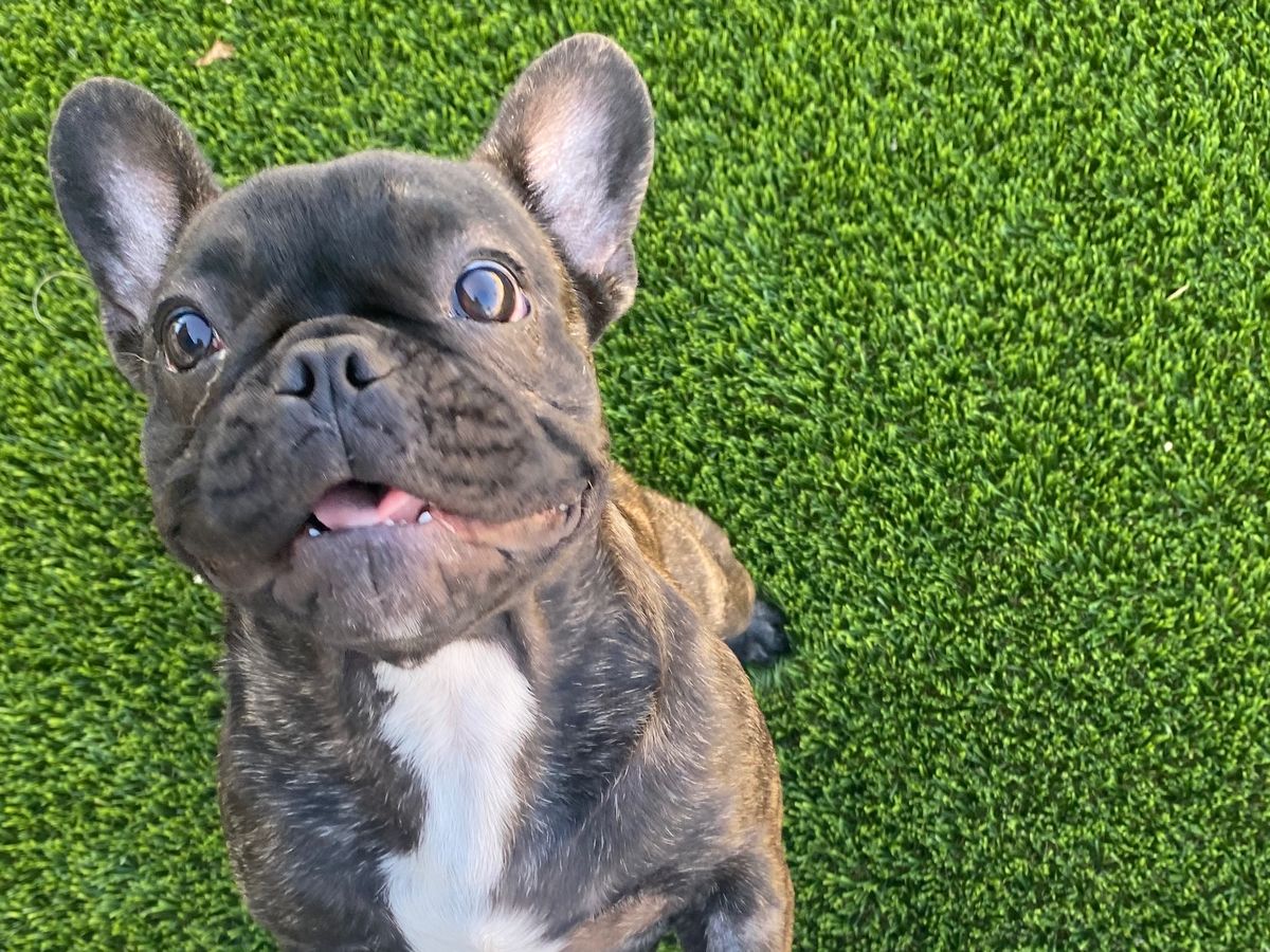 Fundraiser by Madison Ascher : Mabel’s IVDD Surgery