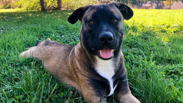 Fundraiser by Michelle Kratzer : Help @Memphisthecutest get his knee ...