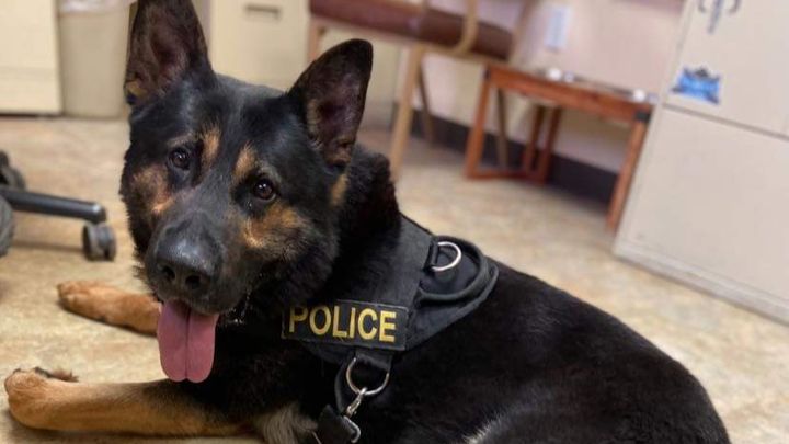 Fundraiser by Ashley Zimmer : K9 Memorial - White Pigeon Police K9