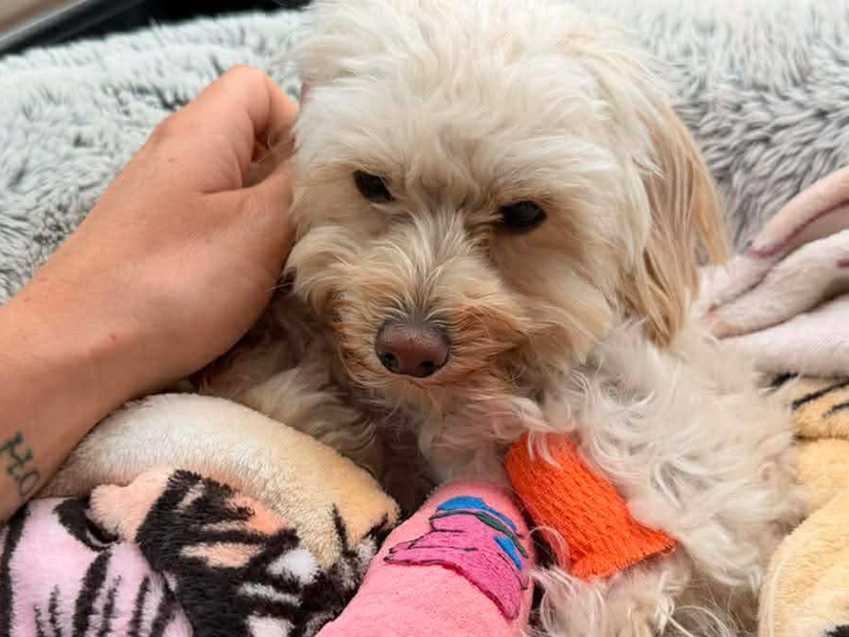 Fundraiser by Maria Worner : Simba