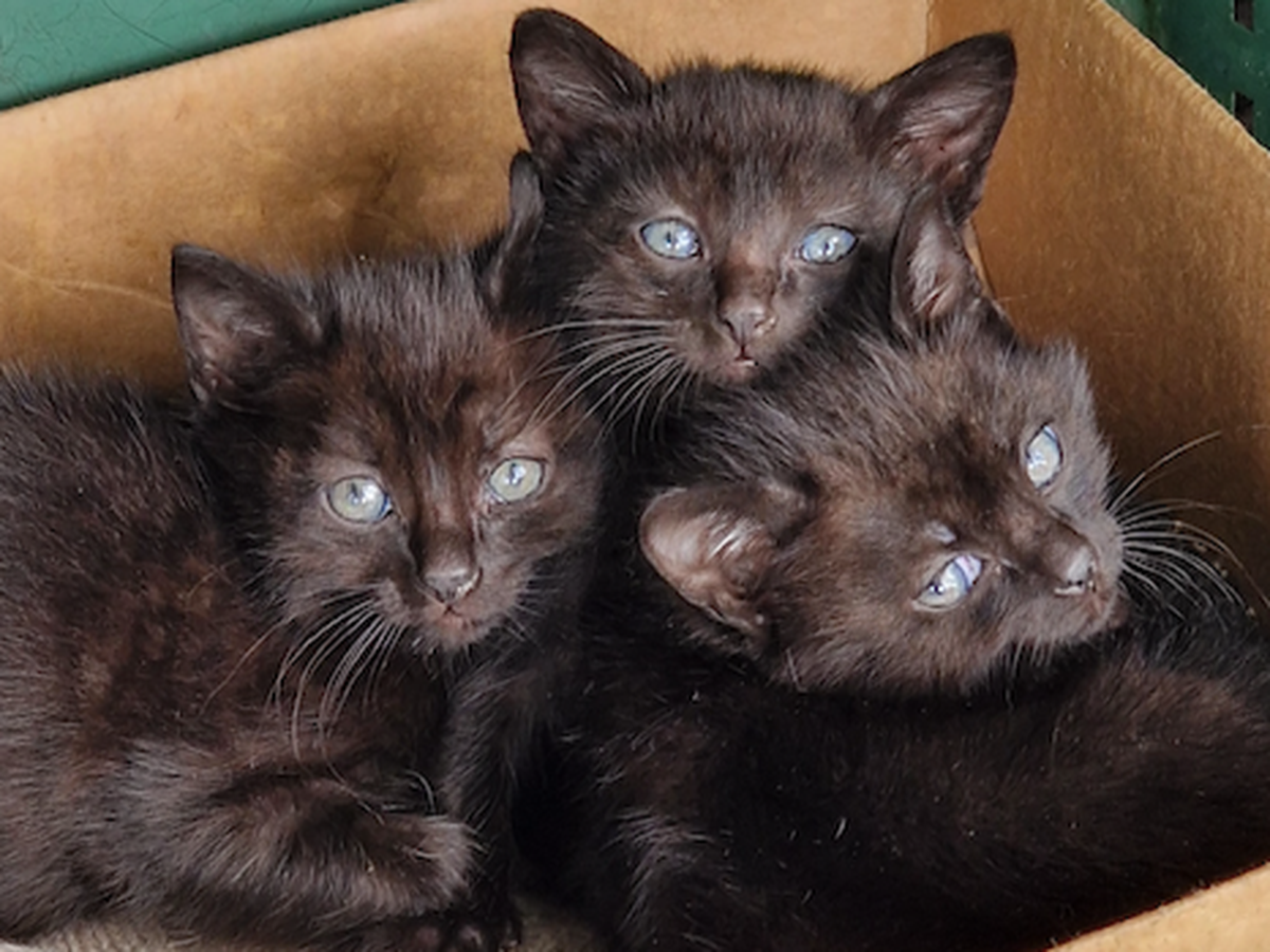 Fundraiser by Colonia Felina Rosta : Colonia Felina Rosta