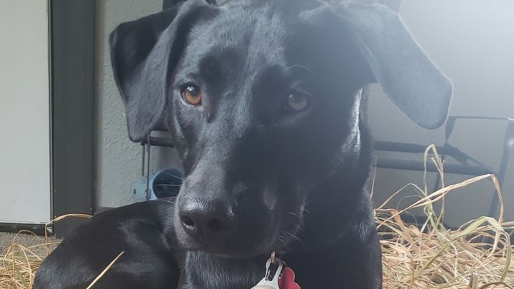 Fundraiser by Kristi Morrison : Nellie's Hip Surgery