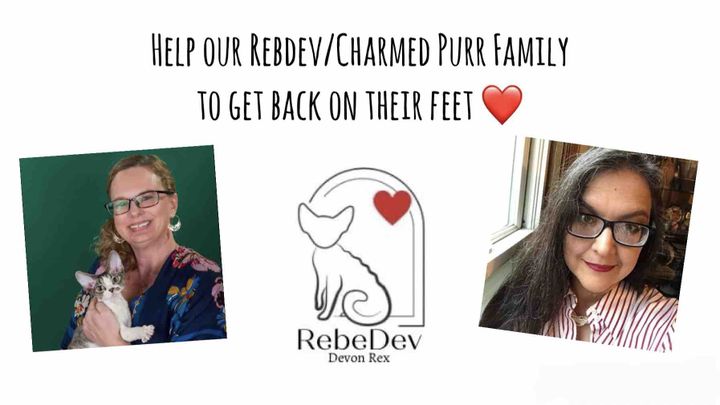 Fundraiser for Becky Patterson by Heather Schiano : Rebdev Cattery Hurricane Ian Relief