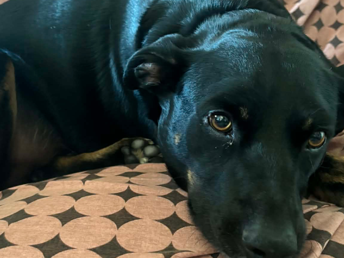 Fundraiser by Amanda Ross : Help Save My Innocent Boy Wrongfully Declared “Menacing