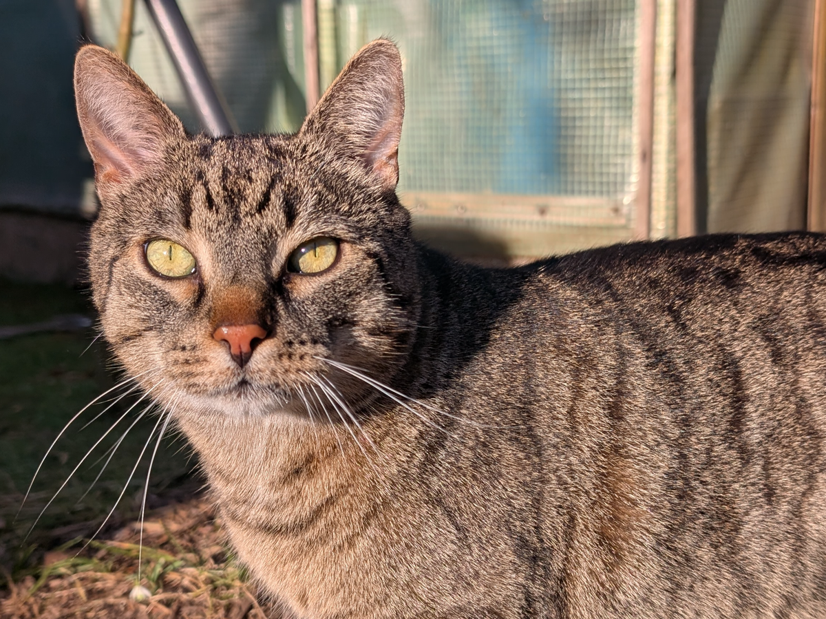 Fundraiser by Jaqueline Ehrlich : Tierarztkosten decken für ...