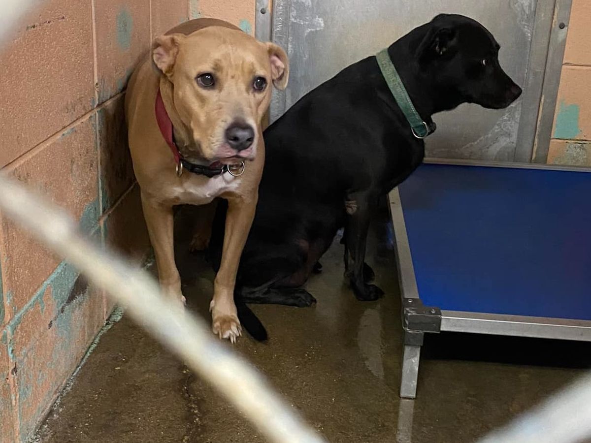 Fundraiser by Kelly Reeves : Help get our mom's dogs to safety!