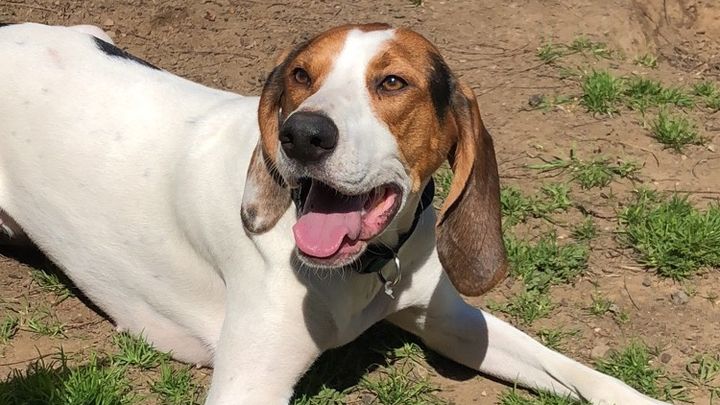 Fundraiser By Haley Evans Afford Annabel To See The Vet fundraiser-by-haley-evans-afford-annabel-to-see-the-vet