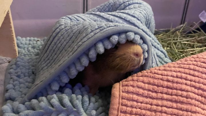 Fundraiser by Micah McDonald : Help Cinna the Guinea Pig Beat Pneumonia