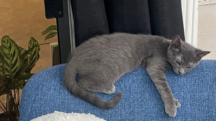 Fundraiser by Nidia Lobos : Sweet baby Baloo