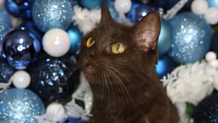 Fundraiser by Kayla Jones : Donate to Suki's Medical Treatment