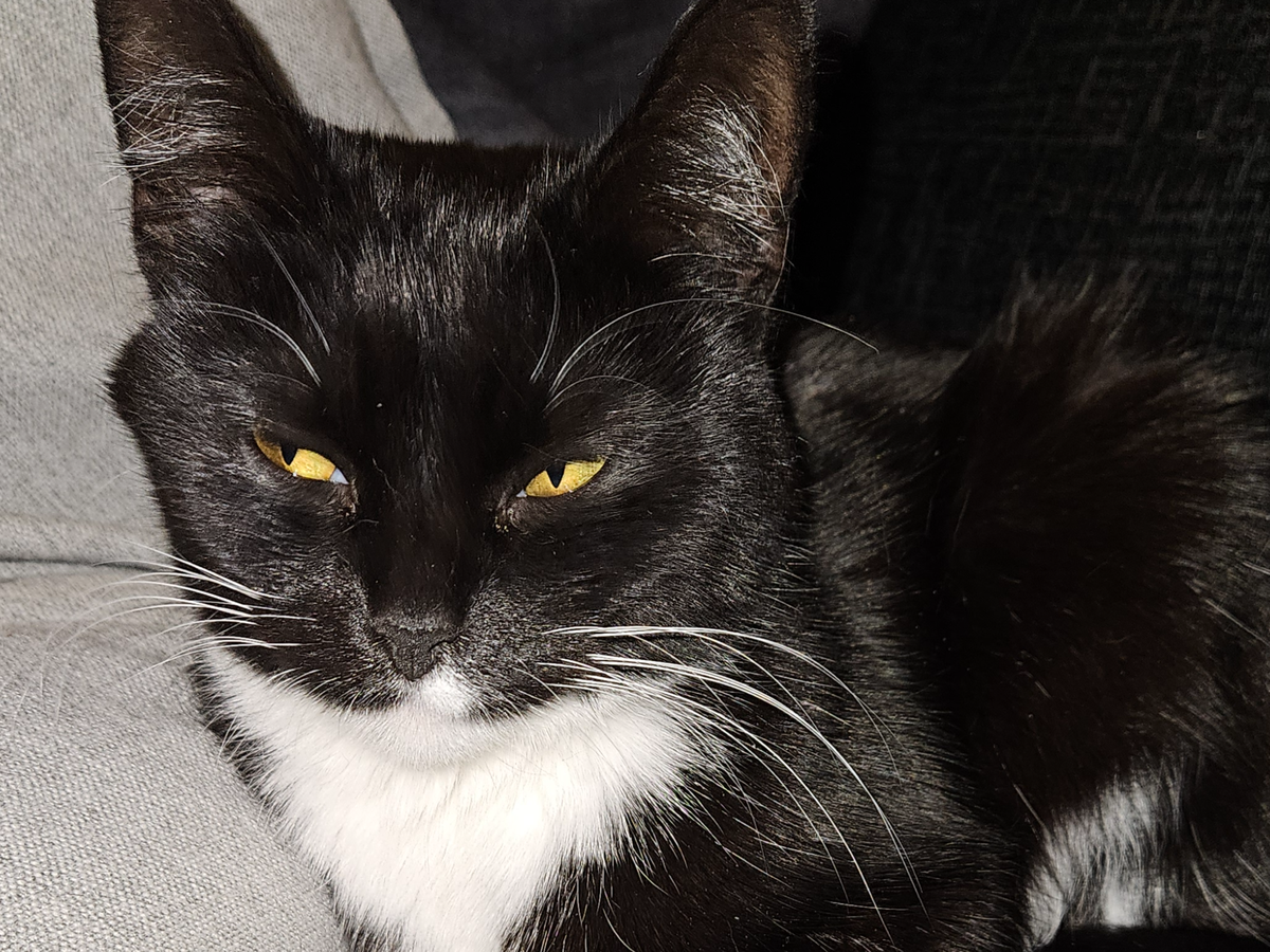 Fundraiser by NICOLA GOODWIN : Please help Mittens Kitten