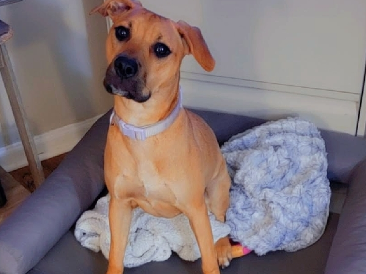 Fundraiser by Jennifer Cribb : Help Luna Get Life-Saving Surgery