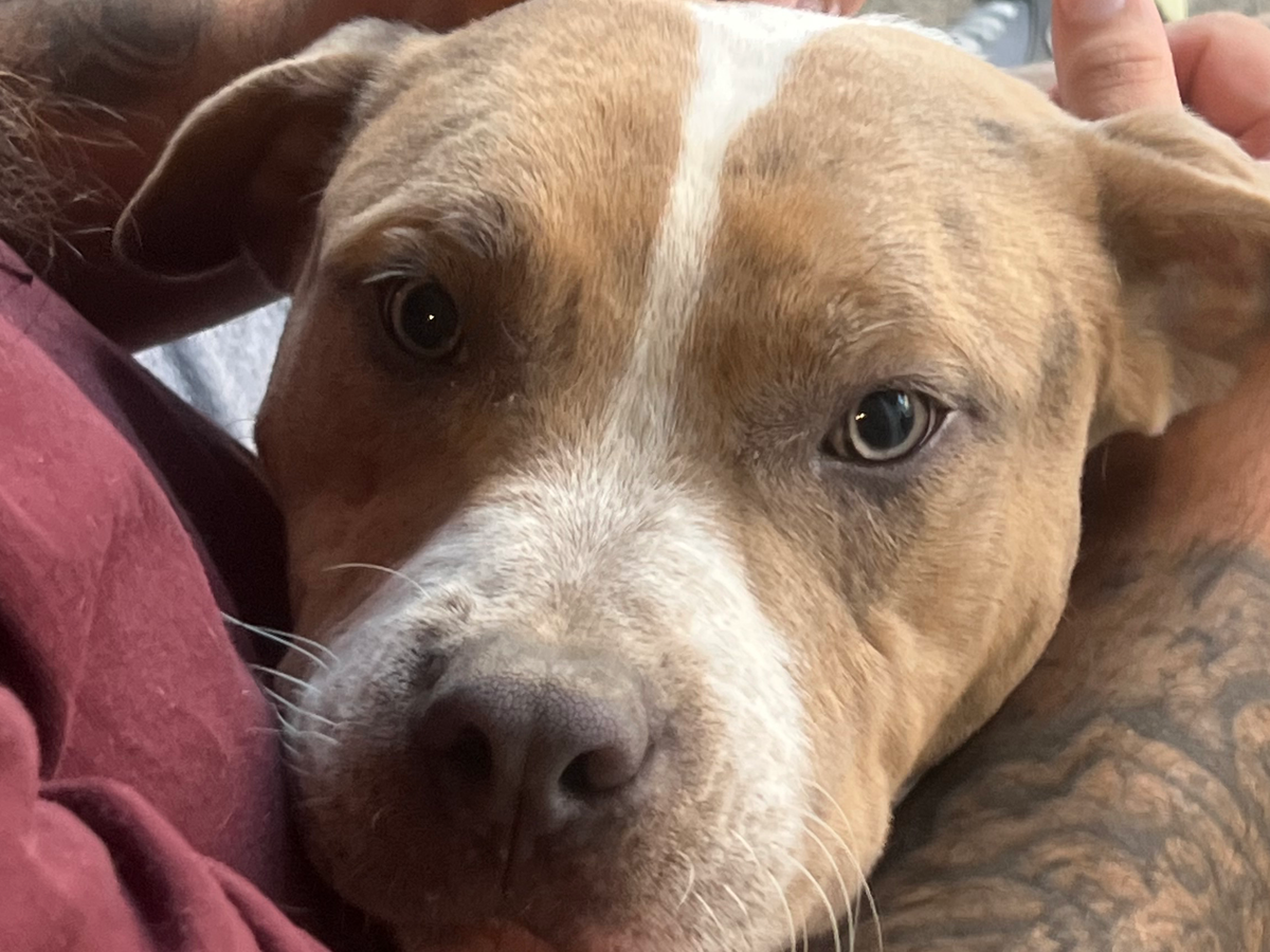 Fundraiser by Vincent Garcia : Help Appa Overcome Hip Dysplasia