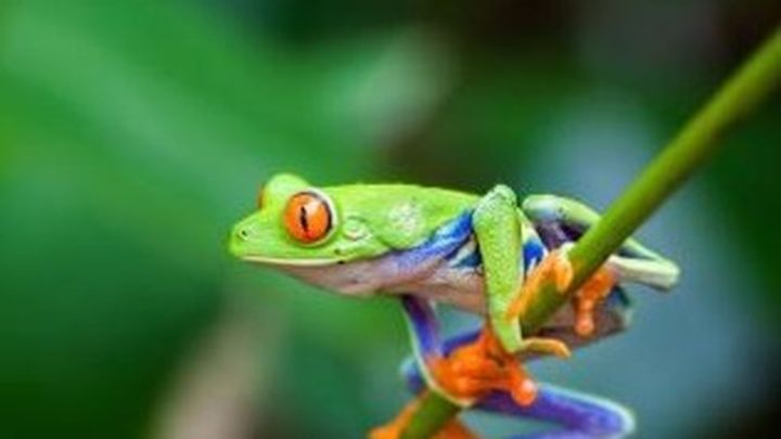 Fundraiser by Avius Medlock : Tree Frog Ecosystem - Classroom Project
