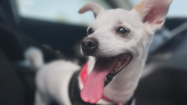 Fundraiser for Kristen Musick by Mary Rouzer : Max's New Smile