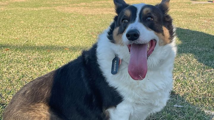Fundraiser by Alyssa Hess : Radar's surgery
