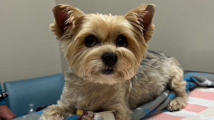 Fundraiser by Sarah Bonney : Help Save Bella's Life