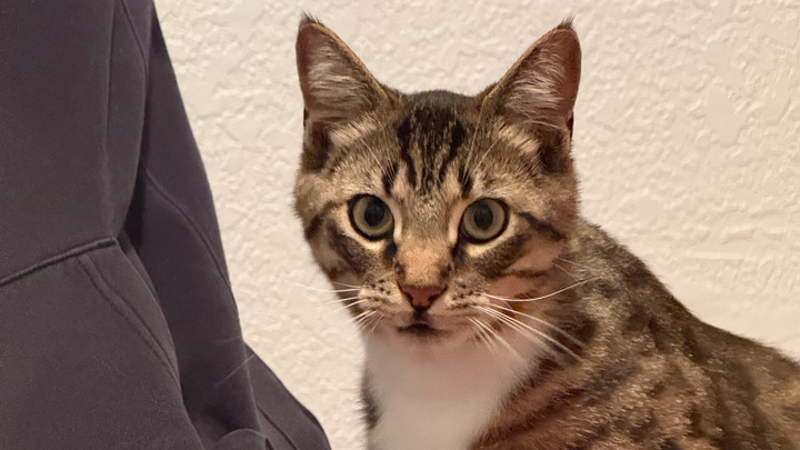 Fundraiser by Molly Pope : Help Skylar Save Kit: Urgent Surgery Needed