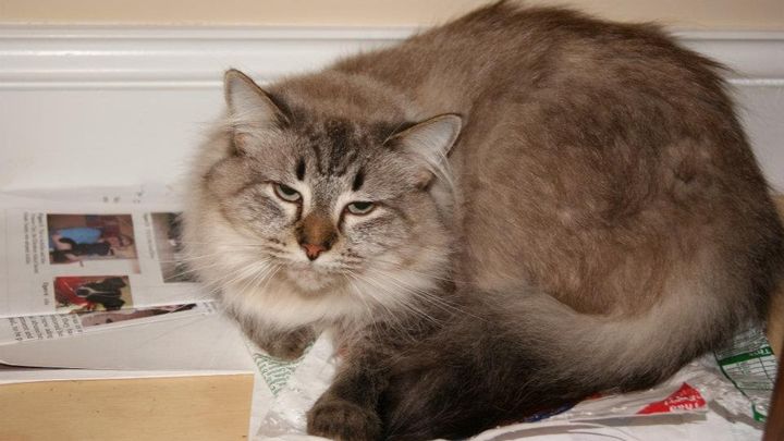 Fundraiser by Kay Hooper : Kay's Cats