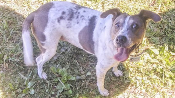 Fundraiser by Ruby Fae : Assist Ruby Fae with Lola's Last Kindness