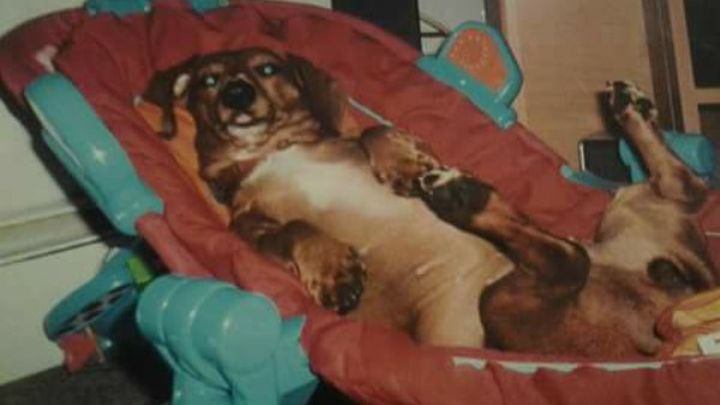 Fundraiser by Paul Cote : Please help me keep Scooby alive