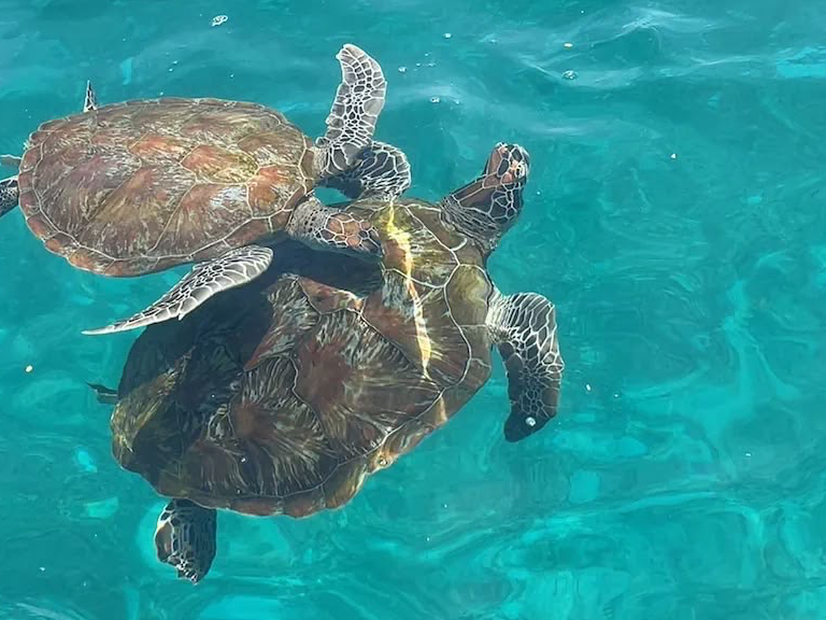 Fundraiser by Seren Ford : Turtle Conservation Project Lombok