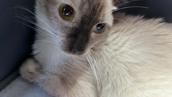 Fundraiser for Kiel Matthew Paras by Mickey The cat : A little Help for ...