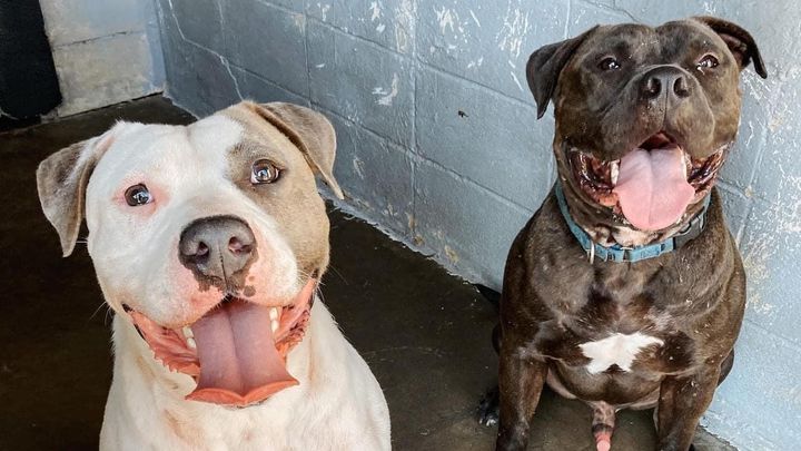 Fundraiser by Sarah Geist : Save Nike