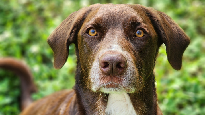 Fundraiser by Sam McGarvey : Help Capaldi Recover from Major Surgery