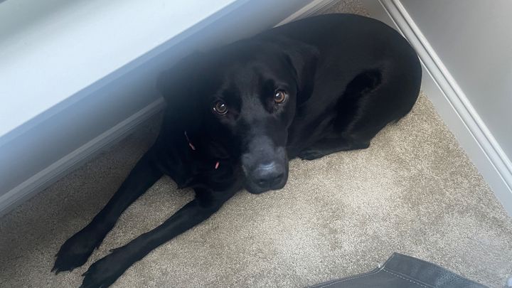 Fundraiser for Angel Gonzalez by Morgan Thompson : Vet Care for Sweet Nala