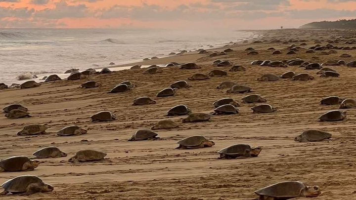 Fundraiser by Elizabeth Quartararo : Help Save Oaxaca's Sea Turtles and ...