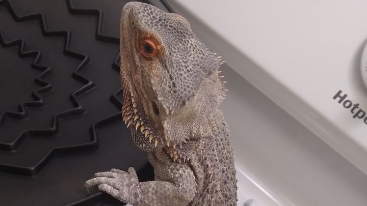 Fundraiser by Brian Hallock : Mody is not feeling well.