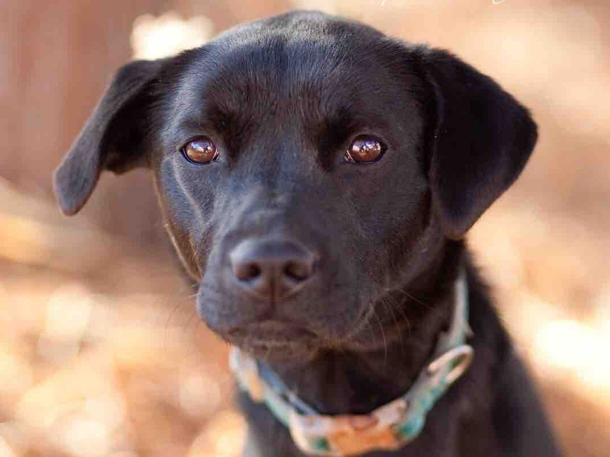 Husky Black Lab Mix Blue Eyes
