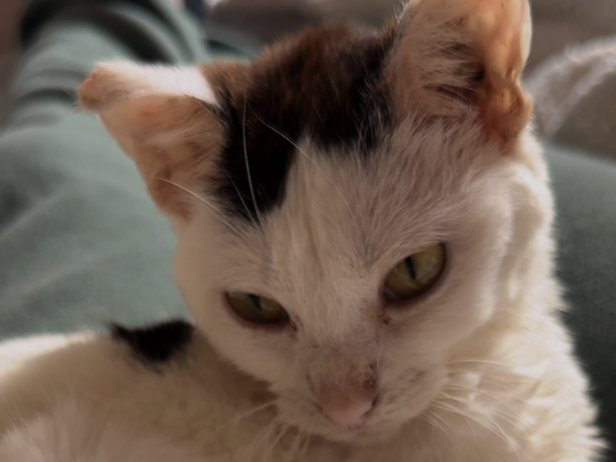 Fundraiser for Amanda Feist by Silva Ohanian : Donate to Save Chi Chi ...