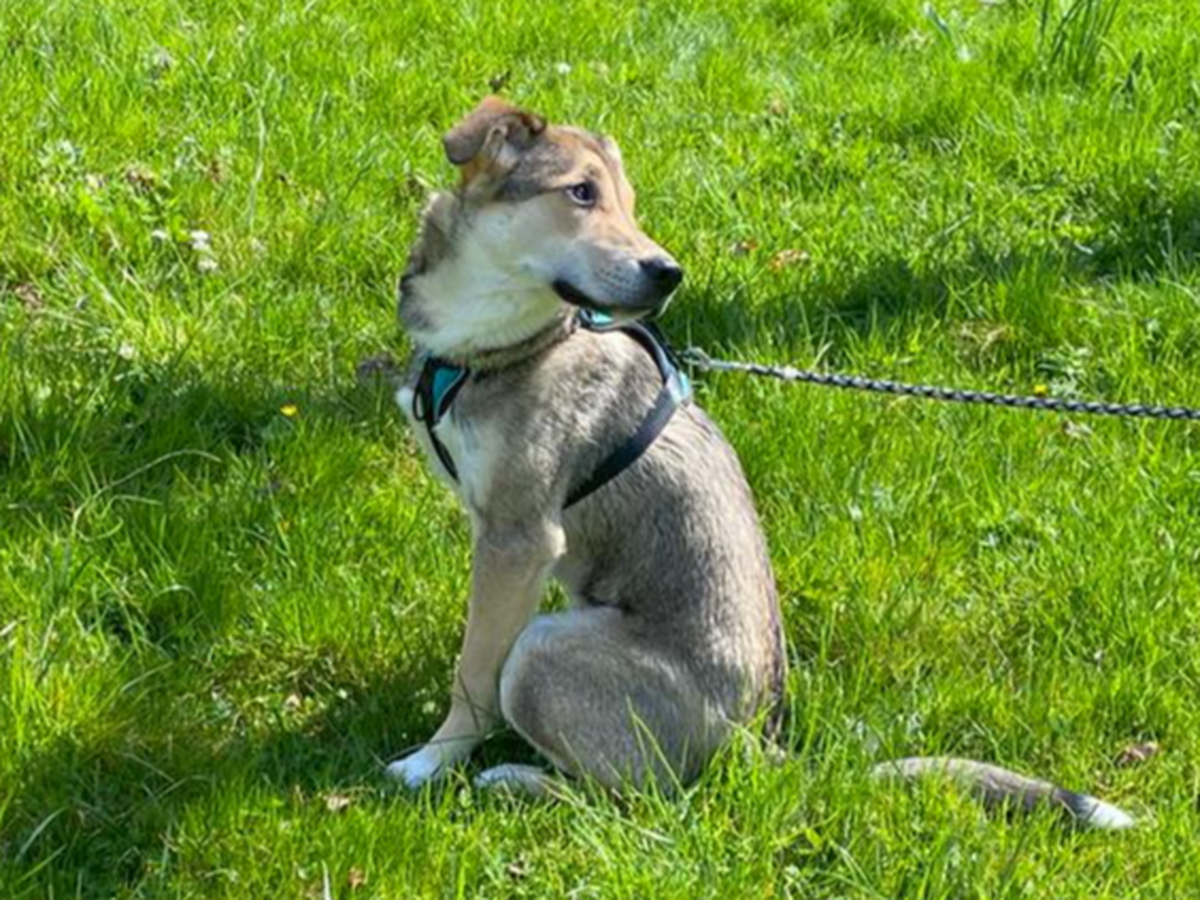 Fundraiser by Sandy Fassbender : Ein Versprechen an Rocky