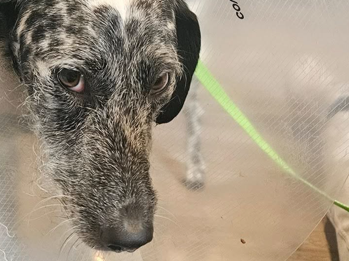 Fundraiser by Autumn DeRubertis : Help Dottie Recover from Emergency ...