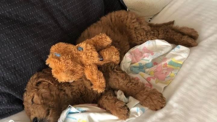 Fundraiser by Lauren Van Haaren : Rolo Bear is in need of Emergency Care