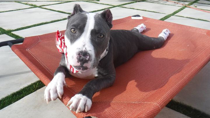 Fundraiser by Meredith Sarratori : Aponi found with ears, nose and back ...